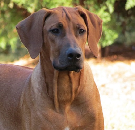 BINTI | MillaBella Rhodesian Ridgebacks | Rhodesian Ridgeback Breeder ...