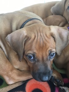 Rhodesian Ridgeback Breeders | Mr Black | MillaBella Rhodesian ...