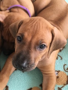 Rhodesian Ridgeback Breeders | Mr Green | MillaBella Rhodesian ...