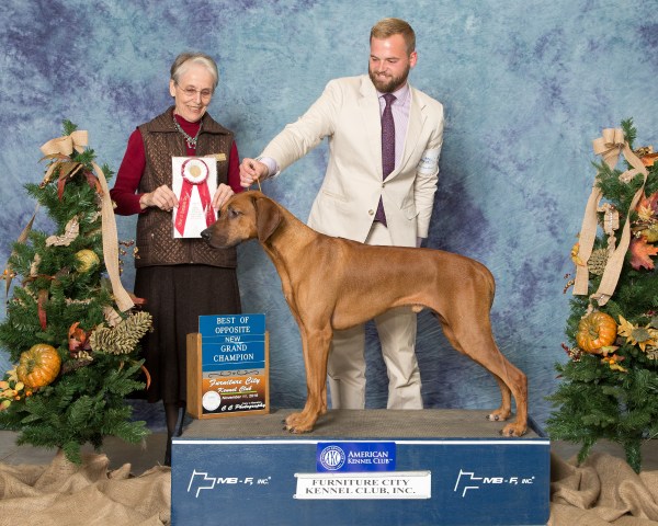 Rhodesian Ridgeback Breeders – New Grand Champion Virgil | MillaBella ...