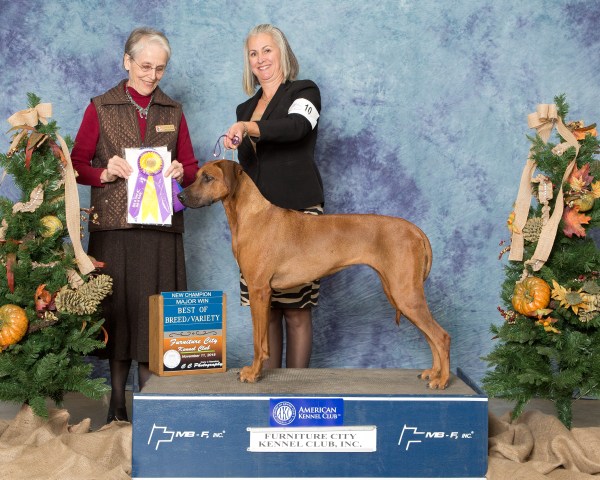 Rhodesian Ridgeback Breeders – New Champion Charlize | MillaBella ...