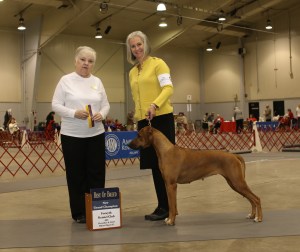 Rhodesian Ridgeback Breeders | New Grand Champion | MillaBella ...