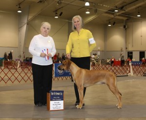 Rhodesian Ridgeback Breeders | New Champion | MillaBella Rhodesian ...