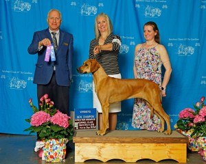 Rhodesian Ridgeback Breeders | Championship Title for a Birthday ...