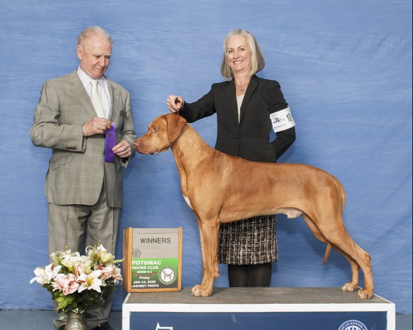 Latest News | MillaBella Rhodesian Ridgebacks | Rhodesian Ridgeback ...