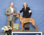 Latest News | MillaBella Rhodesian Ridgebacks | Rhodesian Ridgeback ...