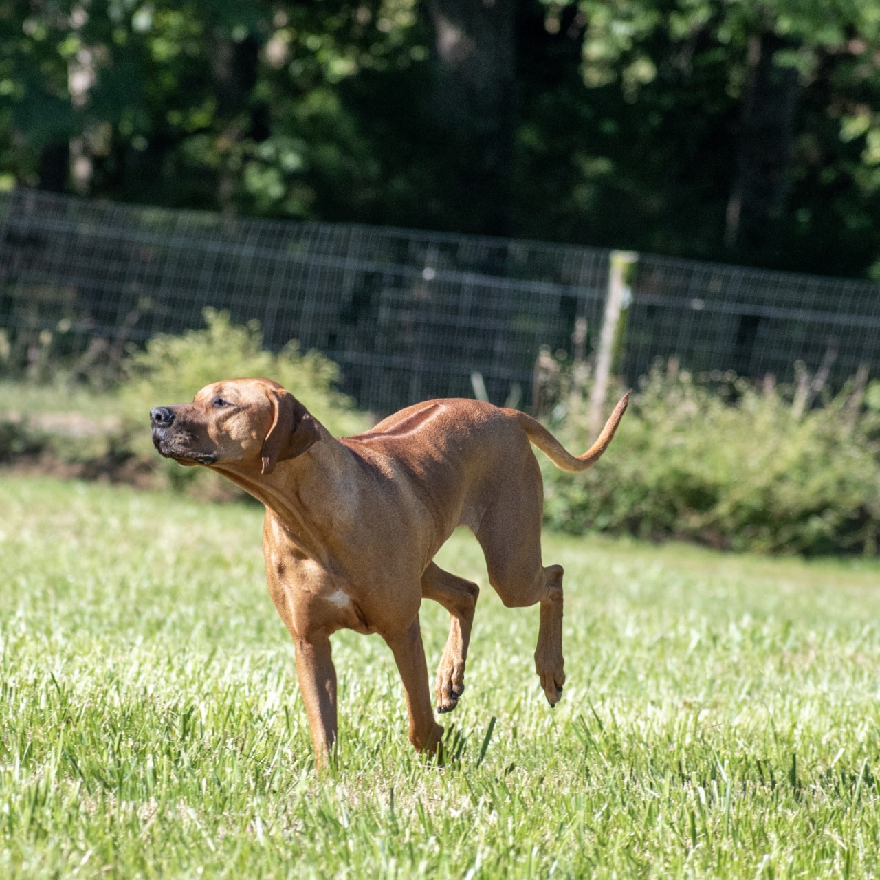 BIANCA | MillaBella Rhodesian Ridgebacks | Rhodesian Ridgeback Breeder ...