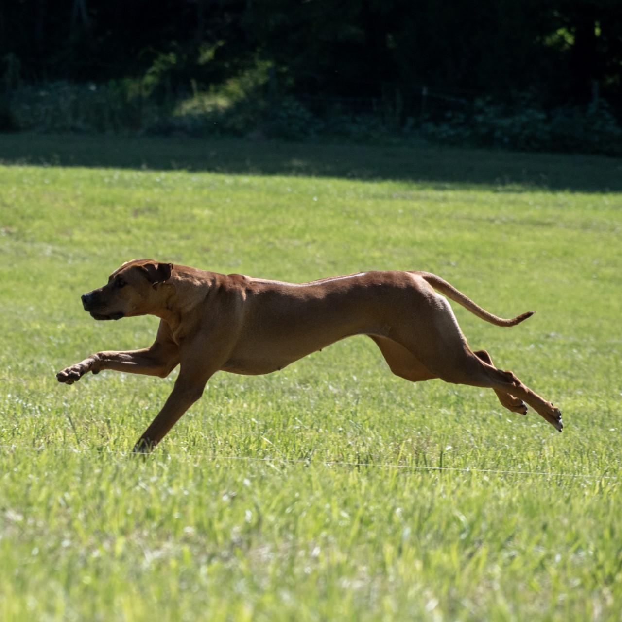 BIANCA | MillaBella Rhodesian Ridgebacks | Rhodesian Ridgeback Breeder ...