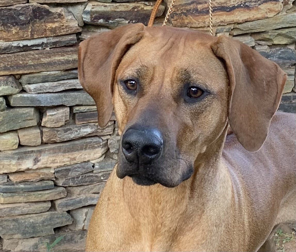 BIANCA | MillaBella Rhodesian Ridgebacks | Rhodesian Ridgeback Breeder ...