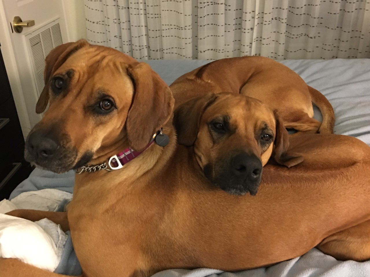 FAMILY SHOTS | MillaBella Rhodesian Ridgebacks | Rhodesian Ridgeback ...