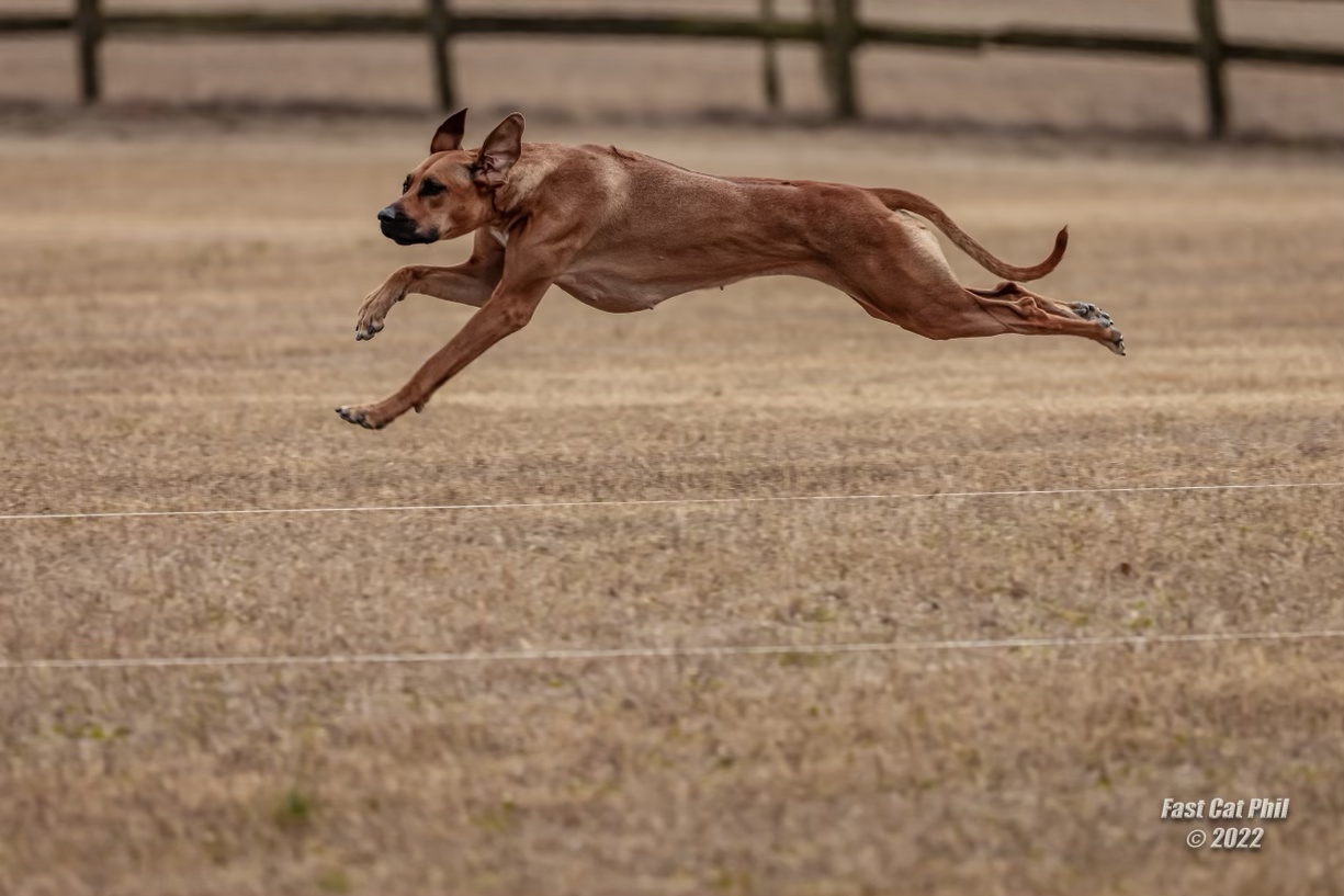 EVA | MillaBella Rhodesian Ridgebacks | Rhodesian Ridgeback Breeder ...