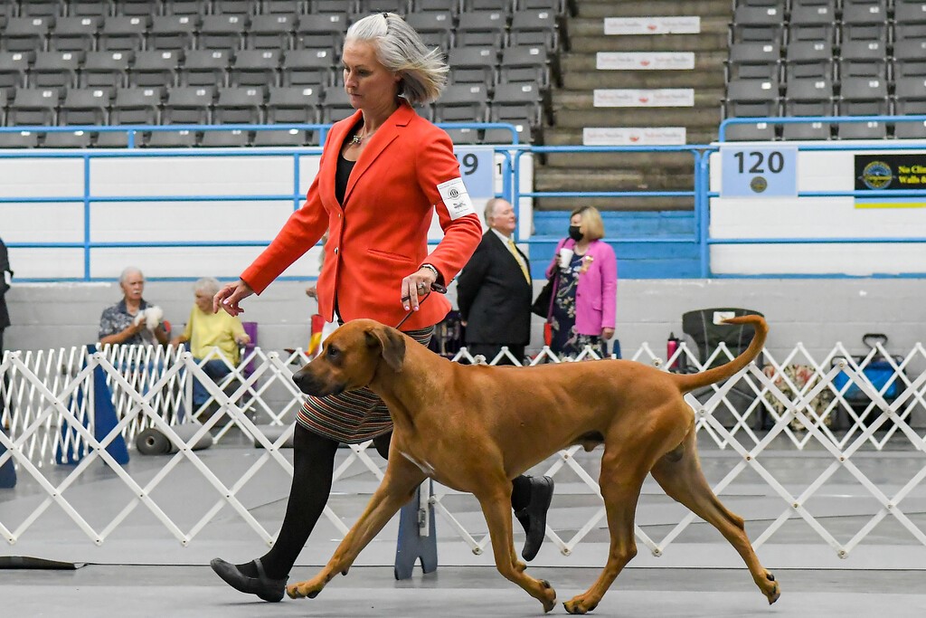 LEO | MillaBella Rhodesian Ridgebacks | Rhodesian Ridgeback Breeder ...