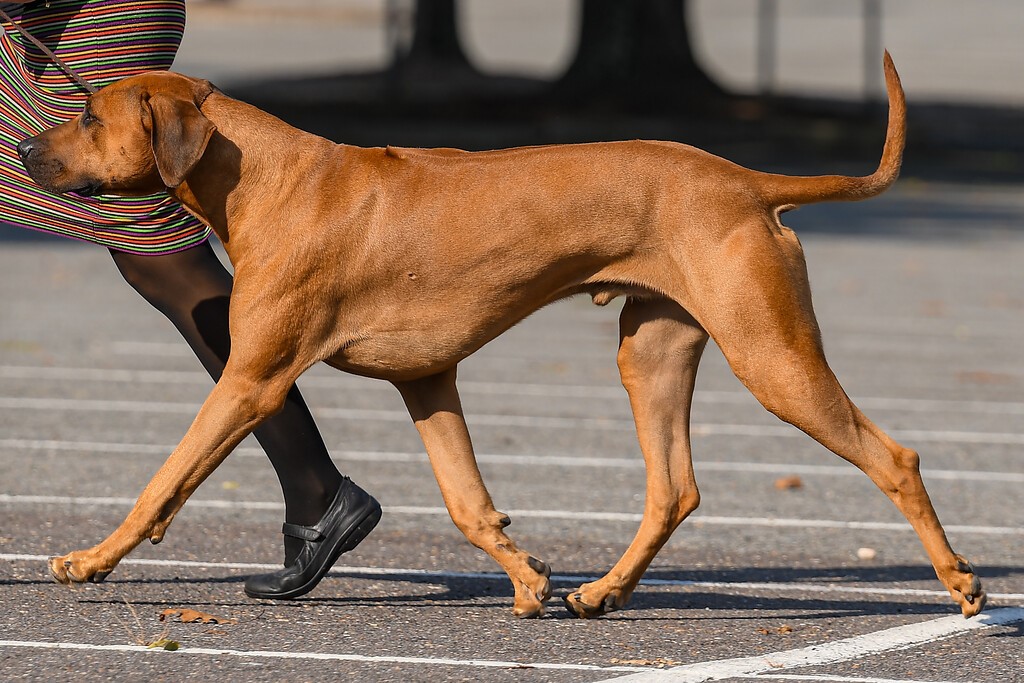 LEO | MillaBella Rhodesian Ridgebacks | Rhodesian Ridgeback Breeder ...