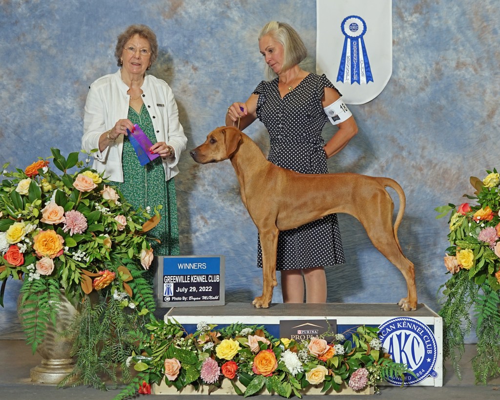 NEEMA | MillaBella Rhodesian Ridgebacks | Rhodesian Ridgeback Breeder ...