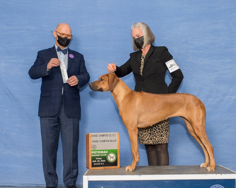 TAJI | MillaBella Rhodesian Ridgebacks | Rhodesian Ridgeback Breeder ...