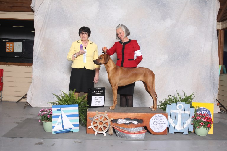 TAJI | MillaBella Rhodesian Ridgebacks | Rhodesian Ridgeback Breeder ...