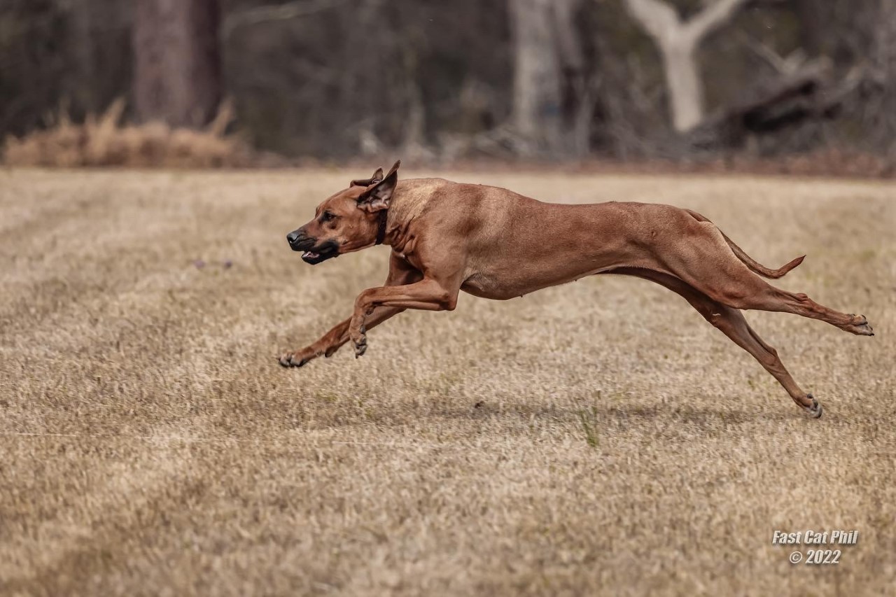 TAJI | MillaBella Rhodesian Ridgebacks | Rhodesian Ridgeback Breeder ...