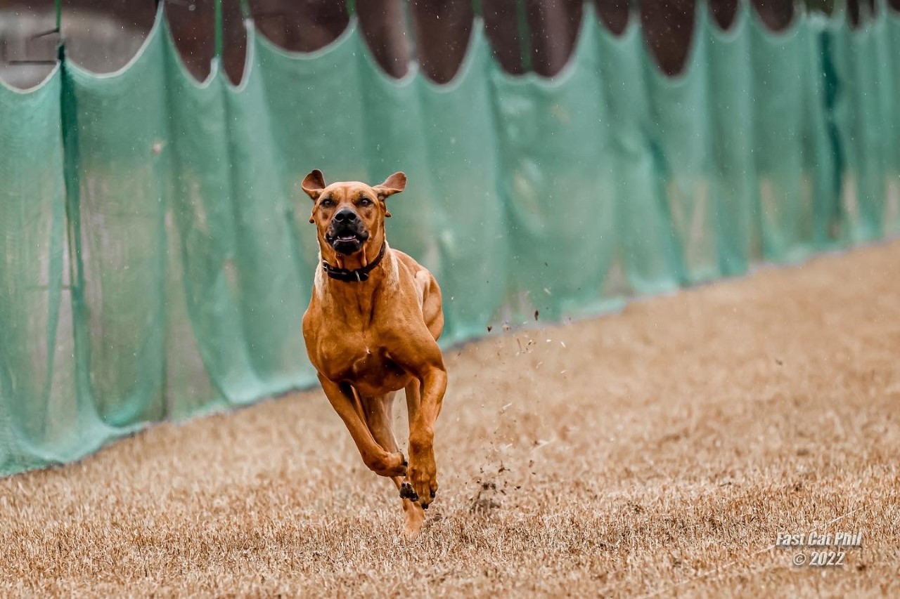 TAJI | MillaBella Rhodesian Ridgebacks | Rhodesian Ridgeback Breeder ...