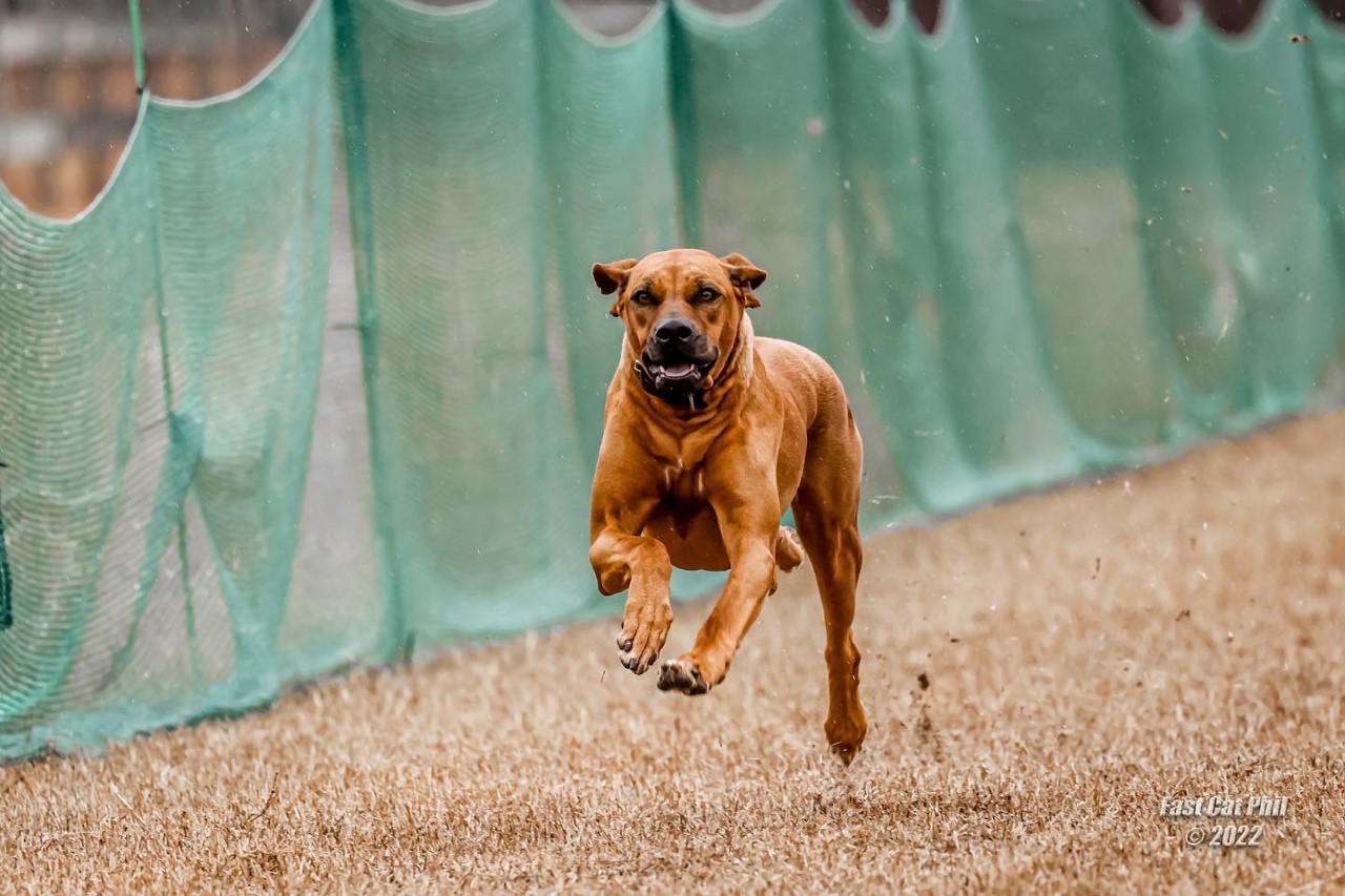 TAJI | MillaBella Rhodesian Ridgebacks | Rhodesian Ridgeback Breeder ...