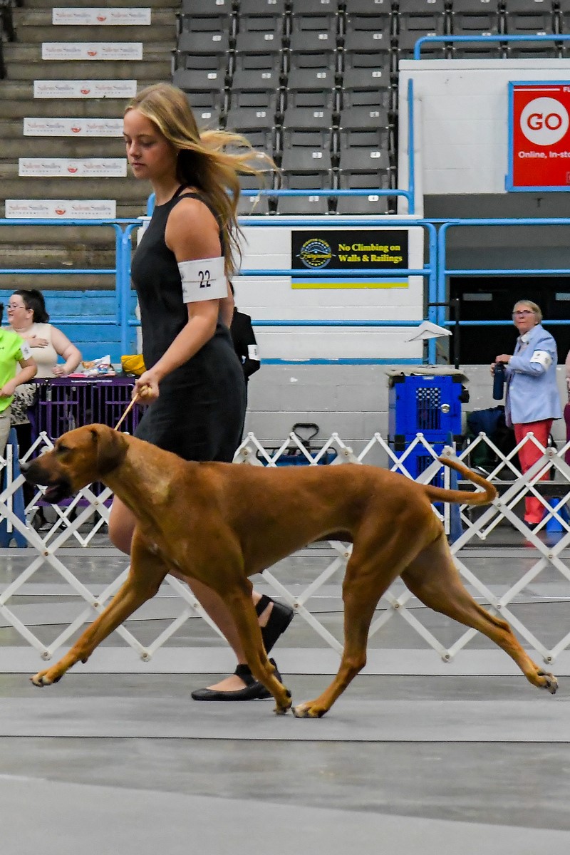 TAJI | MillaBella Rhodesian Ridgebacks | Rhodesian Ridgeback Breeder ...