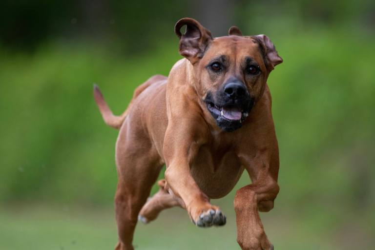 EVIE | MillaBella Rhodesian Ridgebacks | Rhodesian Ridgeback Breeder ...