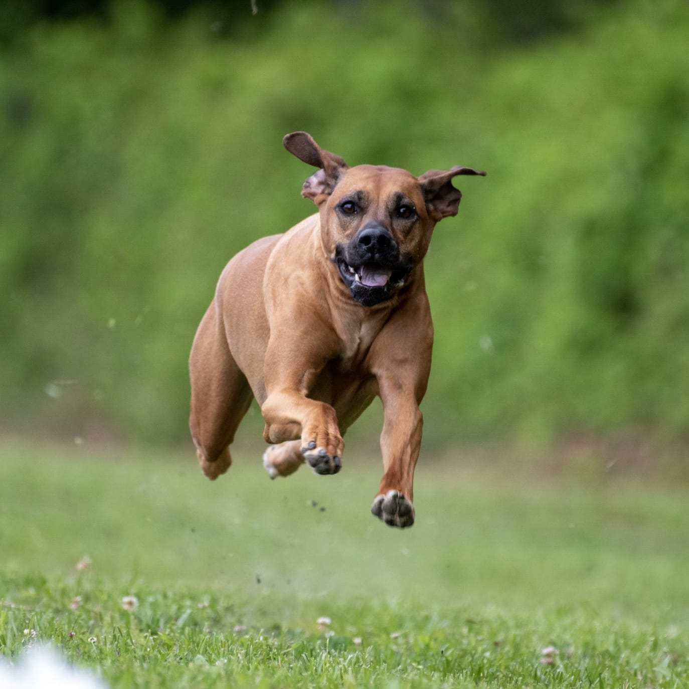EVIE | MillaBella Rhodesian Ridgebacks | Rhodesian Ridgeback Breeder ...