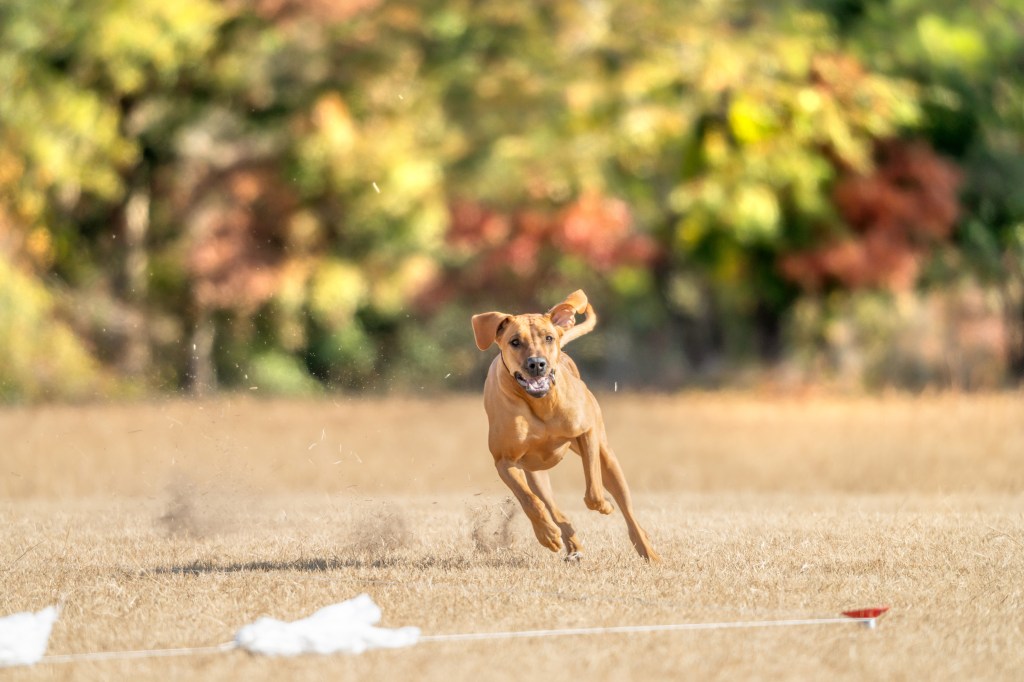 NEEMA | MillaBella Rhodesian Ridgebacks | Rhodesian Ridgeback Breeder ...