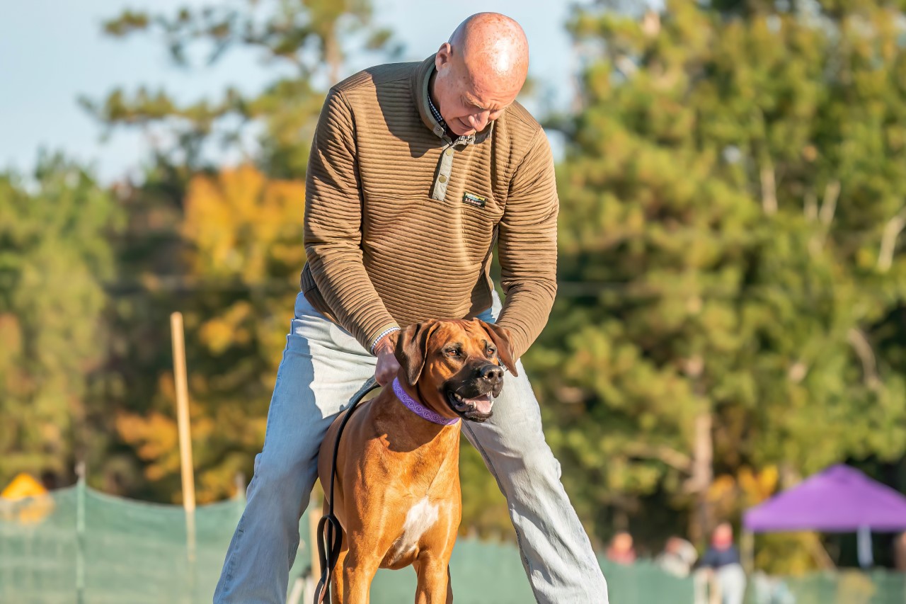 MAXX | MillaBella Rhodesian Ridgebacks | Rhodesian Ridgeback Breeder ...