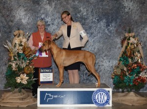 REINA | MillaBella Rhodesian Ridgebacks | Rhodesian Ridgeback Breeder ...
