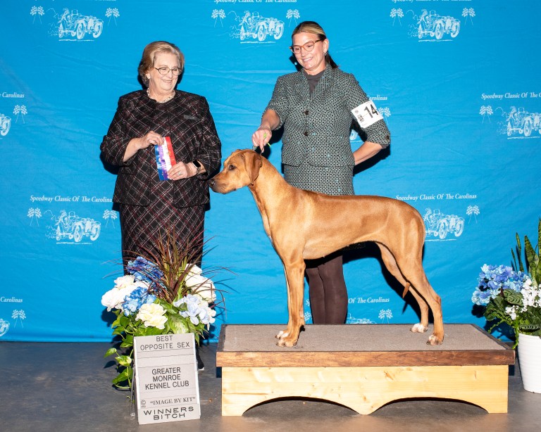 REINA | MillaBella Rhodesian Ridgebacks | Rhodesian Ridgeback Breeder ...